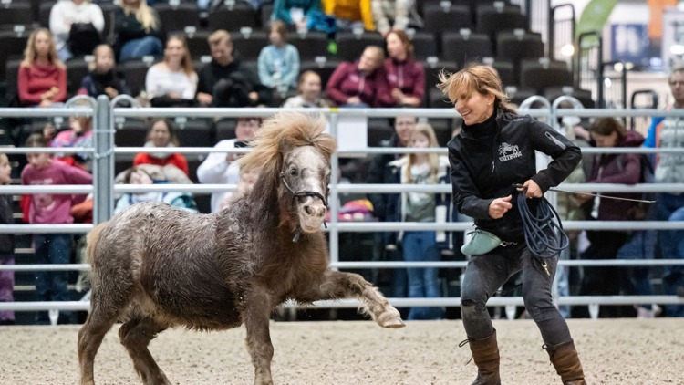 Reitsport der Extraklasse und umfangreiche Expo – das sind die ...